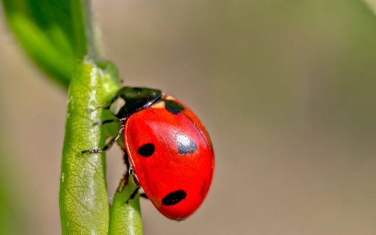 250+ Funny Ladybug Names ( Puns, Jokes, and Creative Ideas)