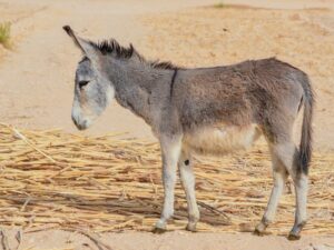 200+ Funny Donkey Names (Beyond the Ordinary Choices!)