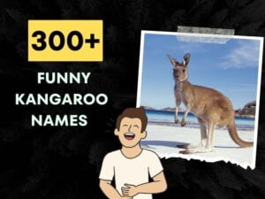 300+ Funny Kangaroo Names - Ideas for Your Bouncy Buddy