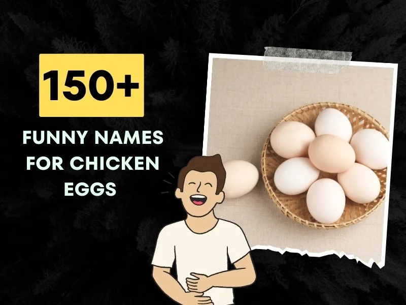 150+ Funny Names For Chicken Eggs (A Shell-shocking Collection)