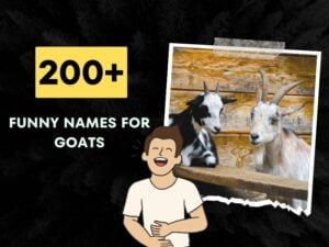 200+ Funny Names For Goats | Get Your Goat Giggling