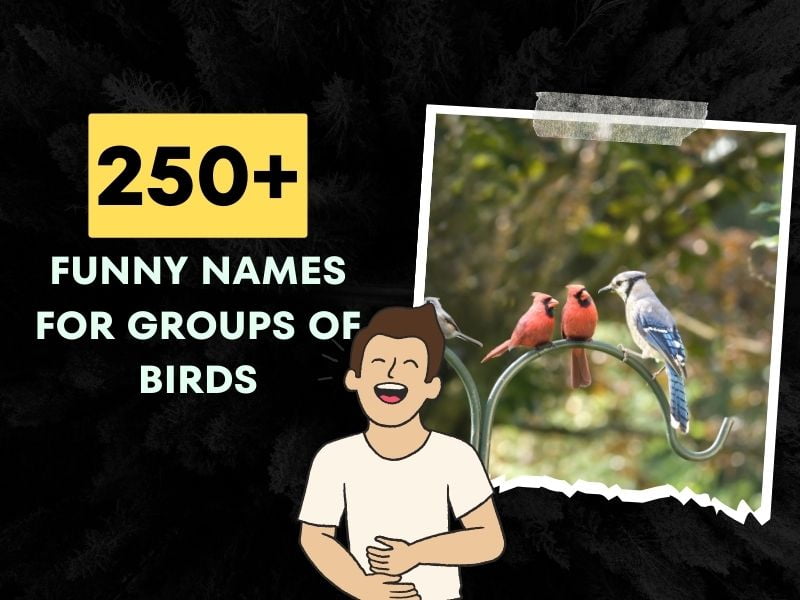 250 Funny Names For Groups Of Birds Laugh As They Fly By 250 Funny Names For Groups Of Birds Laugh As They Fly By