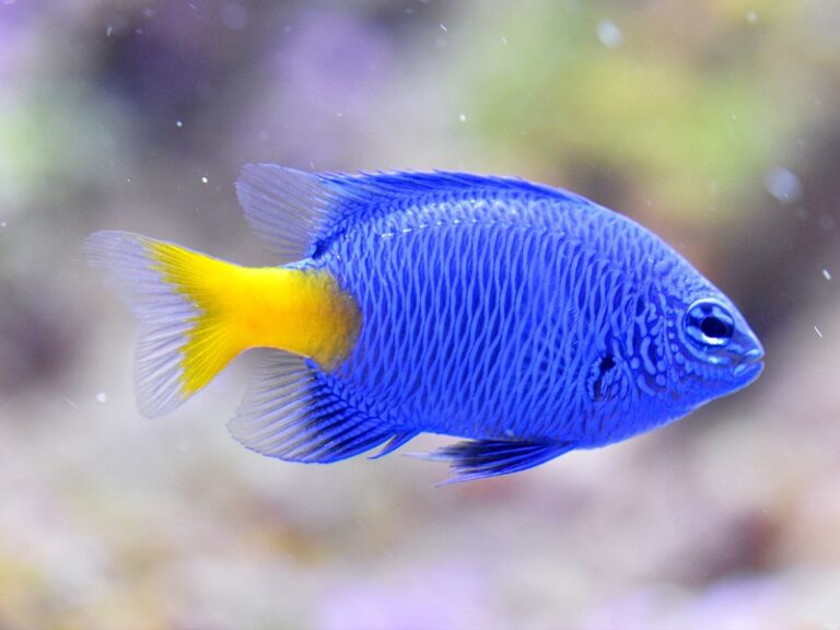 300+ Funny Fish Names (Curated And Ranked) + Generator