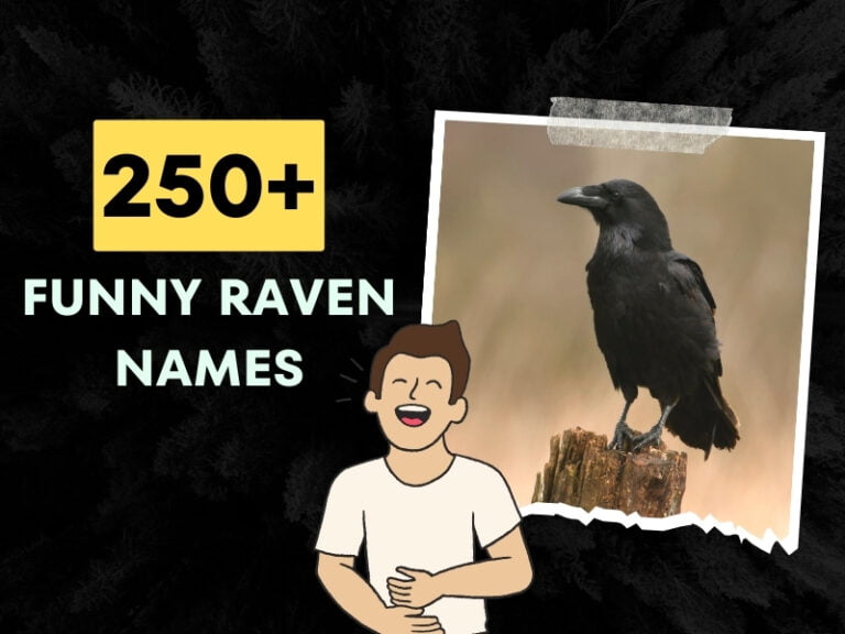 Funny Raven Names (250+ Witty Choices)