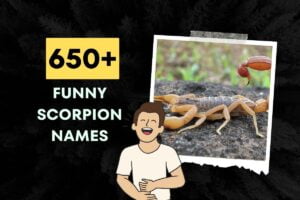 650+ Funny Scorpion Names Generator (2024)