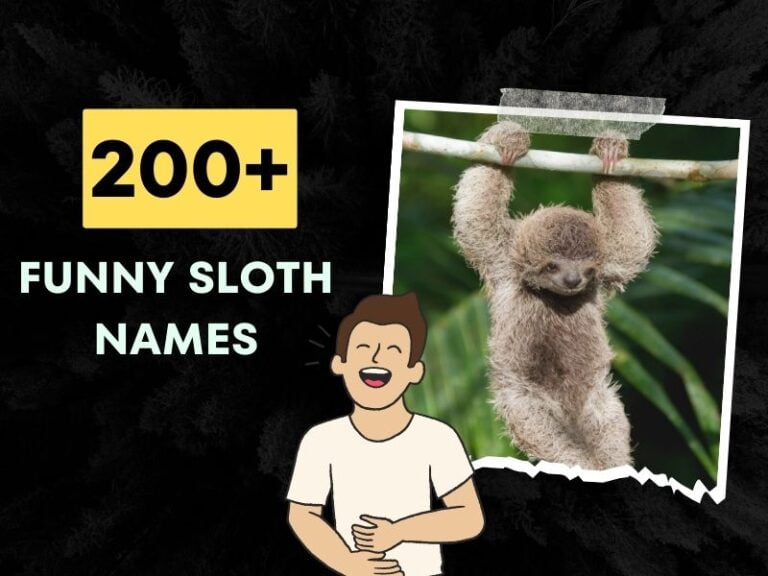200+ Funny Sloth Names (Guaranteed to Brighten Your Day!)