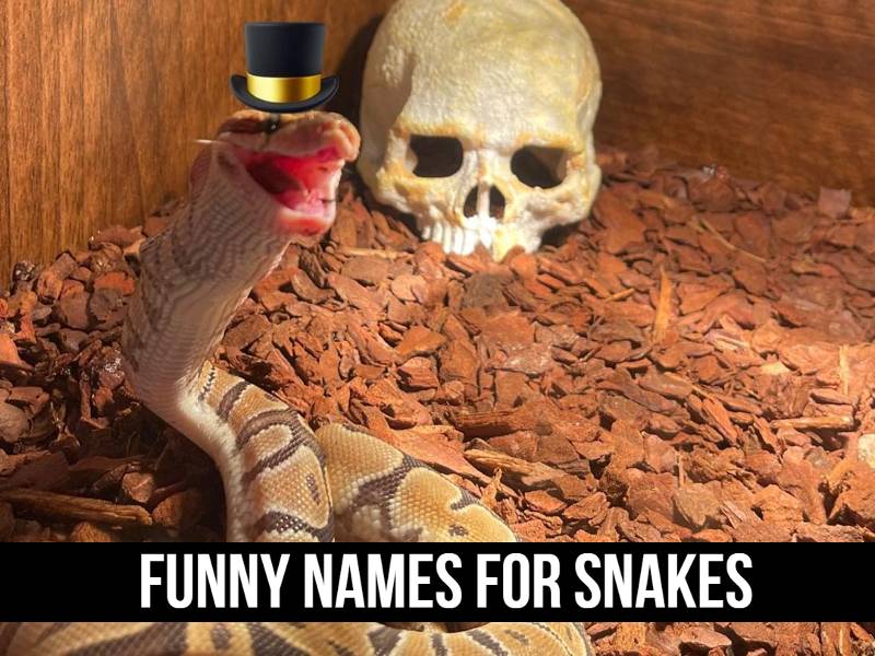 Best Funny Names For Snakes Unique Silly And Badass List Best Funny Names For Snakes Unique Silly And Badass List